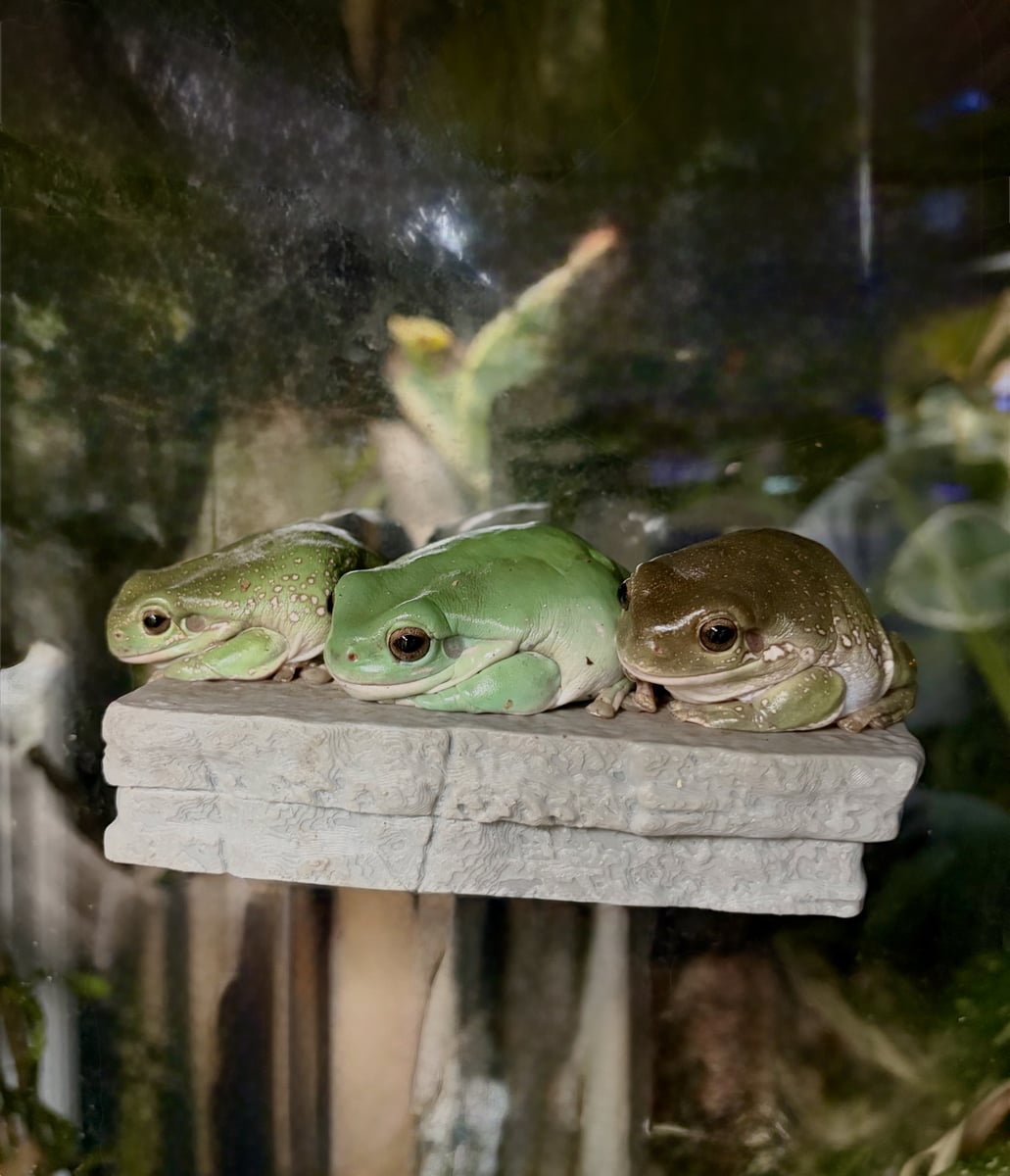 Habitat Builder - Reptile & Amphibian Enclosure Planner